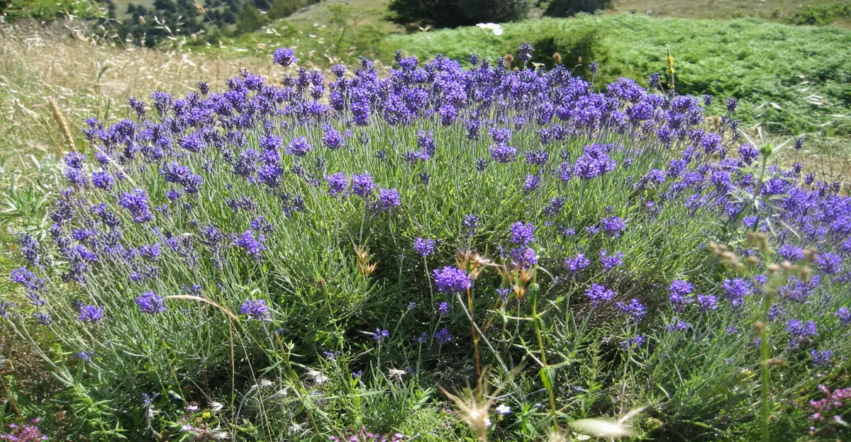 How to Grow Lavender That Thrives Year After Year | Truleaf.org ...